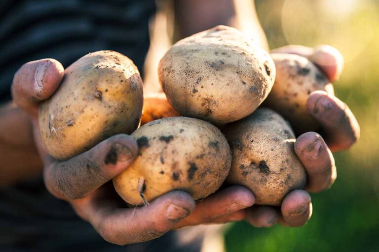 31 of the Best Companion Plants for Potatoes | Gardener’s Path