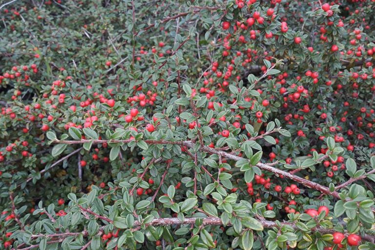 21 of the Best Cotoneaster Varieties for Your Landscape