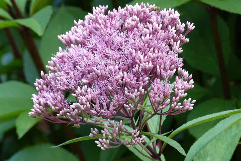 How to Plant and Grow Hollow Joe-Pye Weed | Gardener’s Path
