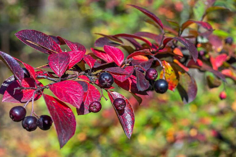 21 of the Best Cotoneaster Varieties for Your Landscape
