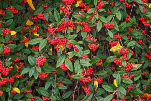 21 of the Best Cotoneaster Varieties for Your Landscape