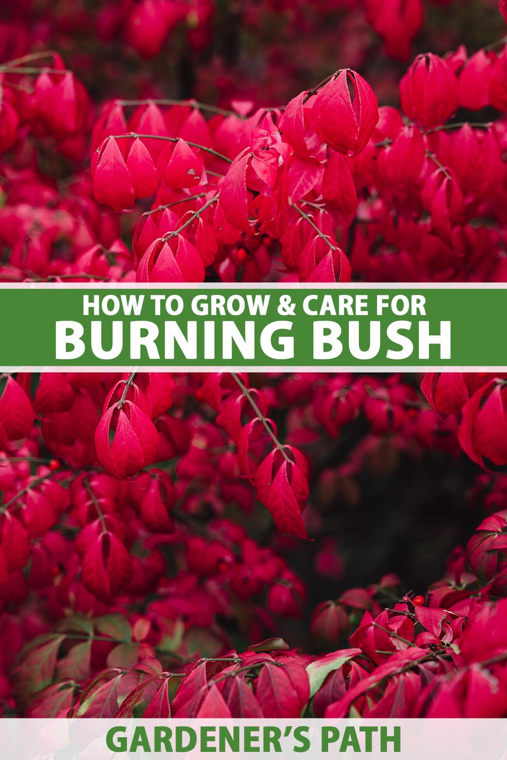 How to Grow and Care for Burning Bush | Gardener’s Path