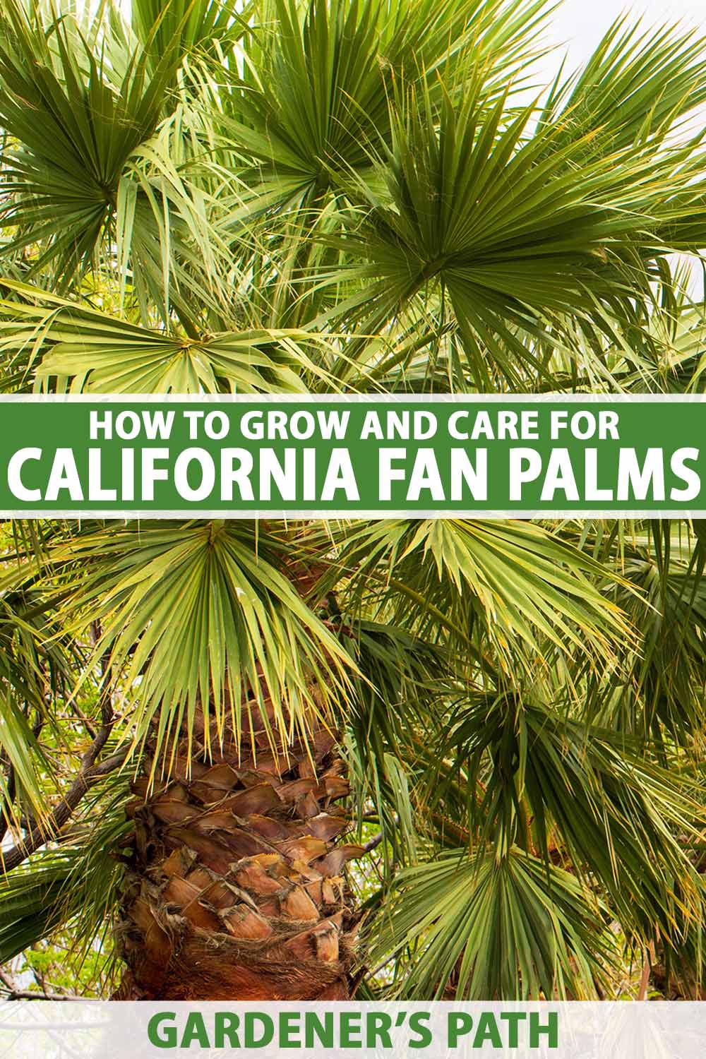 How to Grow and Care for California Fan Palms | Gardener’s Path