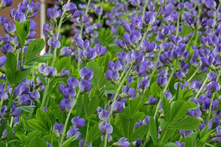 How to Grow False Indigo (Baptisia) | Gardener’s Path