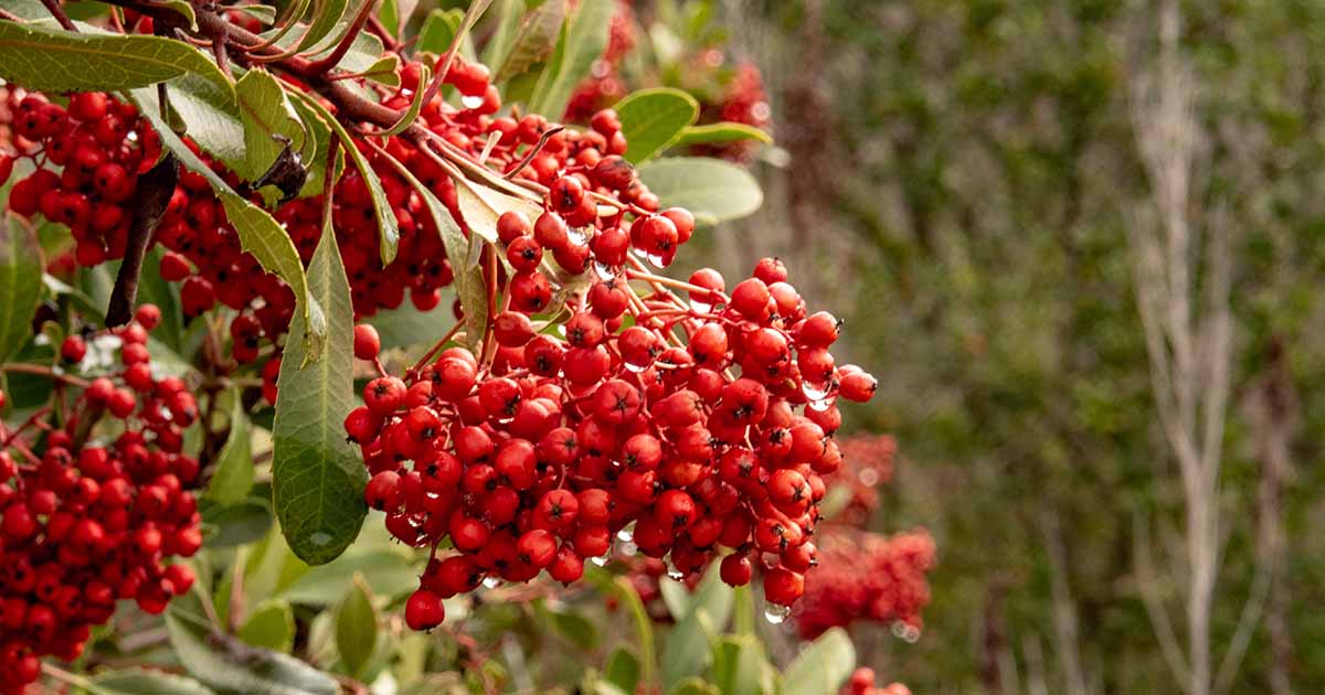 How to Grow Toyon (California Holly) | Gardener’s Path