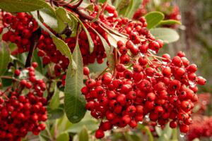 How to Grow Toyon (California Holly) | Gardener’s Path