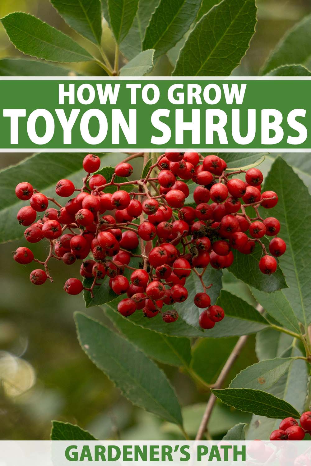 How to Grow Toyon (California Holly) | Gardener’s Path
