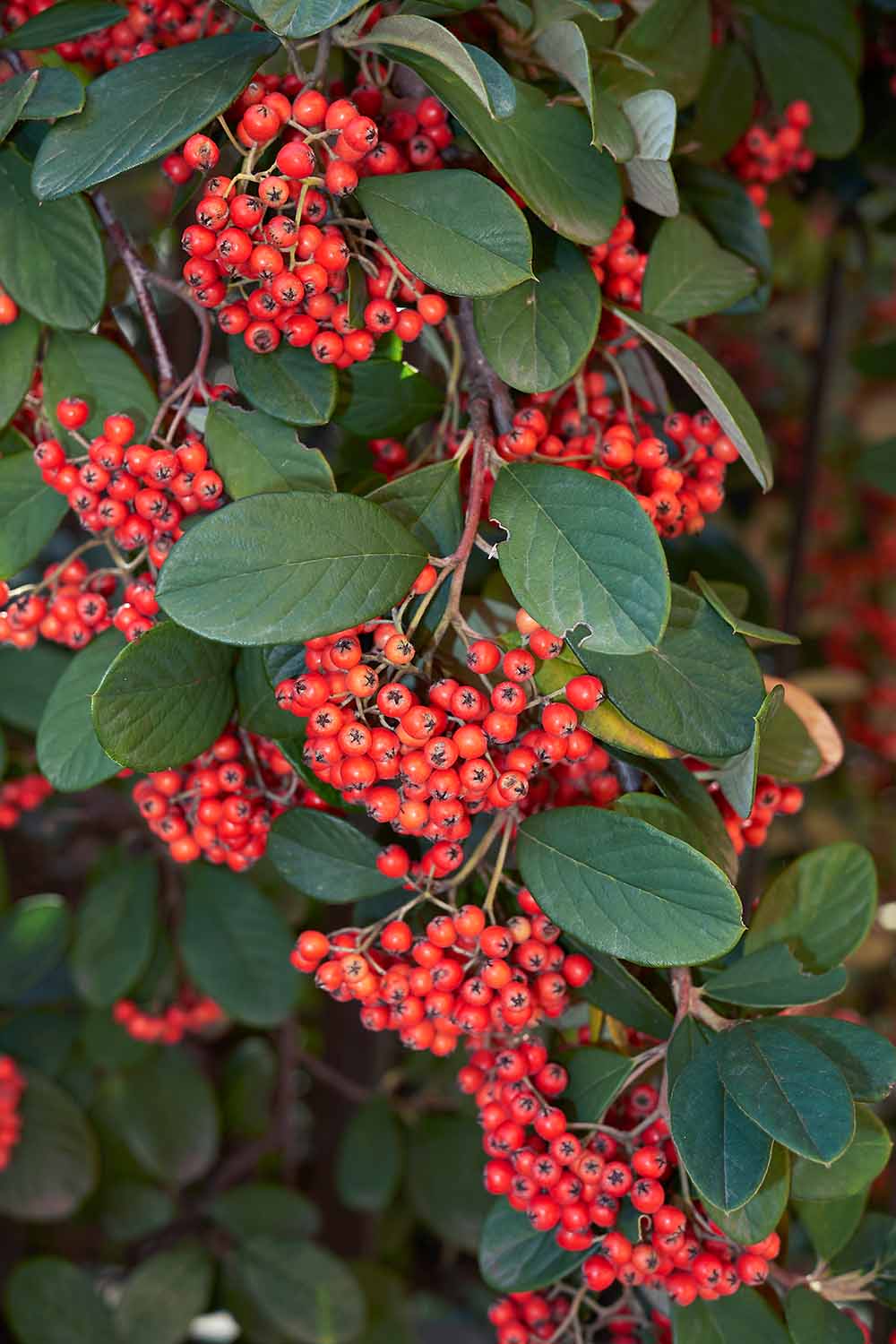 21 of the Best Cotoneaster Varieties for Your Landscape