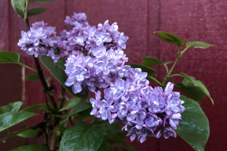 23 of the Best Lilac Varieties for Your Landscape | Gardener’s Path