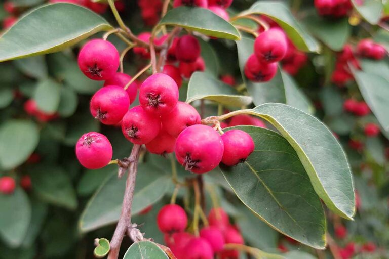 21 of the Best Cotoneaster Varieties for Your Landscape