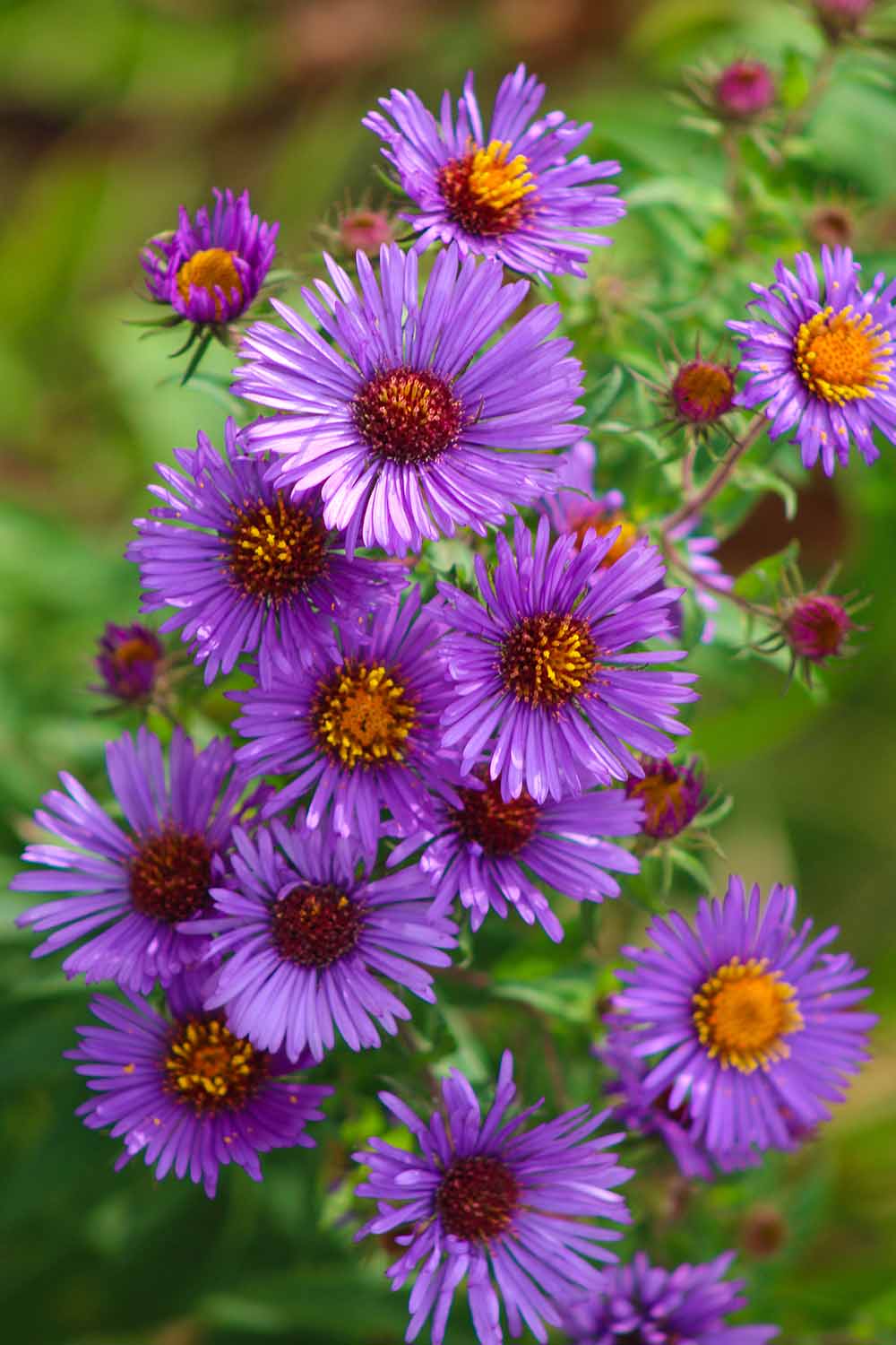 15 of the Best Native Wildflowers for the US and Canada