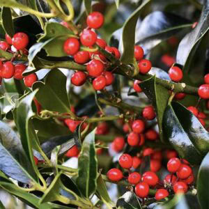 How to Grow and Care for Japanese Skimmia | Gardener’s Path