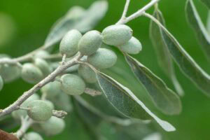 How to Grow and Care for Russian Olives | Gardener’s Path