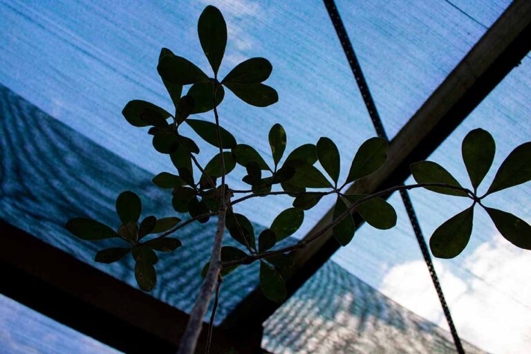How to Use Shade Cloth in the Greenhouse | Gardener’s Path