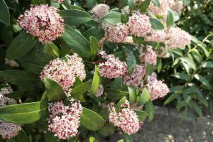 How to Grow and Care for Japanese Skimmia | Gardener’s Path