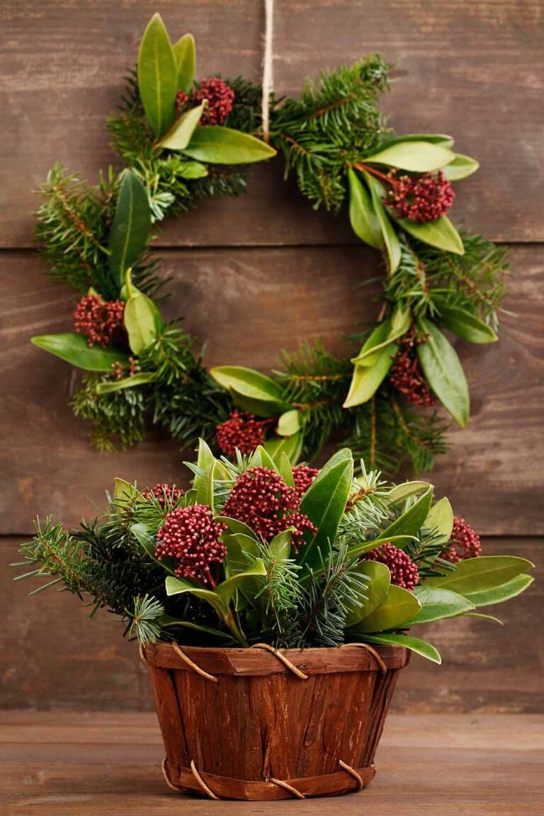How to Grow and Care for Japanese Skimmia | Gardener’s Path