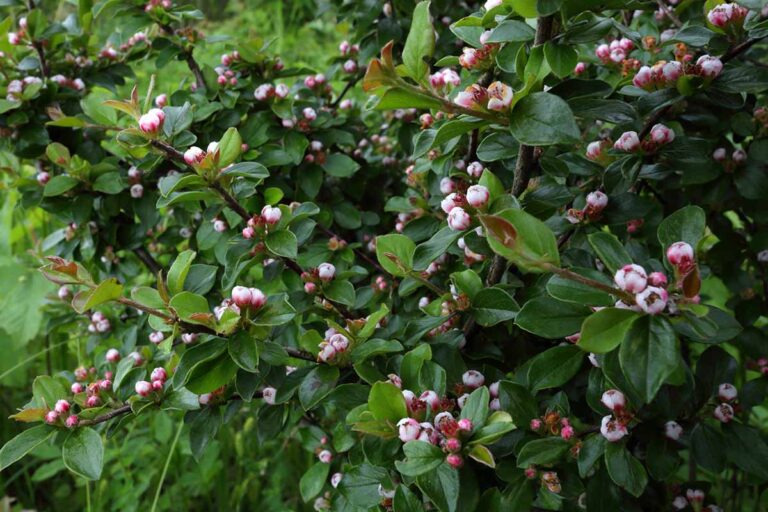21 of the Best Cotoneaster Varieties for Your Landscape