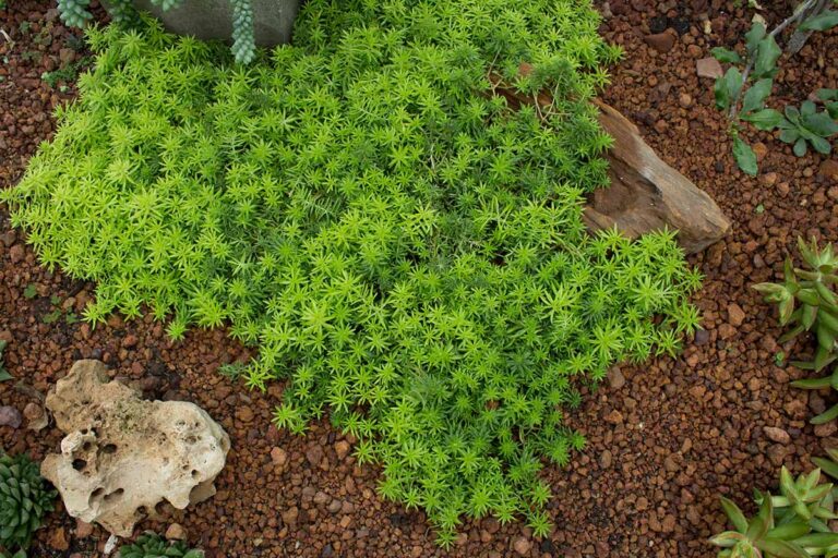 Learn How to Grow ‘Angelina’ Sedum (Stonecrop)
