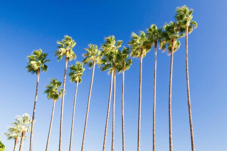 How to Grow and Care for California Fan Palms | Gardener’s Path