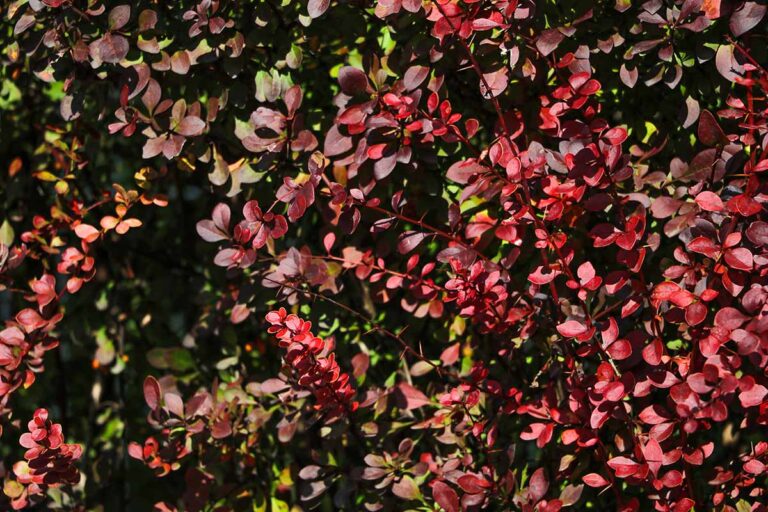 21 of the Best Cotoneaster Varieties for Your Landscape