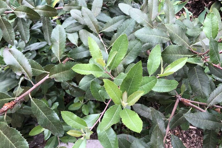 How to Grow Toyon (California Holly) | Gardener’s Path