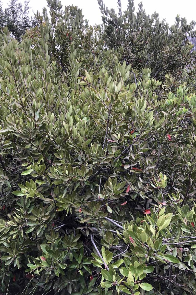 How to Grow Toyon (California Holly) | Gardener’s Path