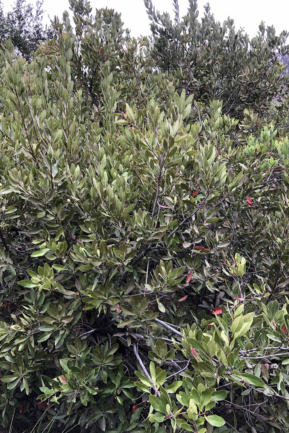 How to Grow Toyon (California Holly) | Gardener’s Path
