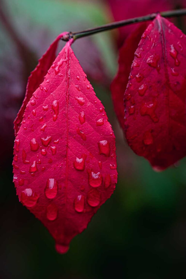 How to Grow and Care for Burning Bush | Gardener’s Path