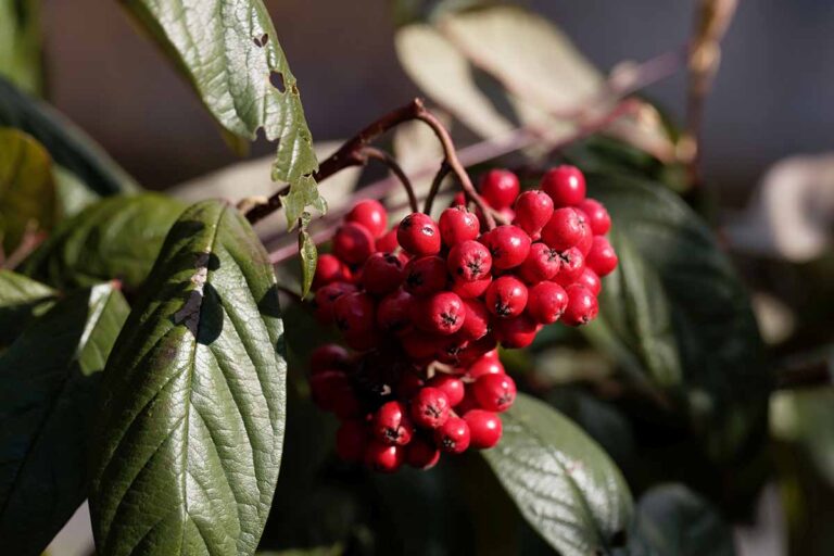 21 of the Best Cotoneaster Varieties for Your Landscape