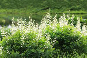 How to Grow False Indigo (Baptisia) | Gardener’s Path