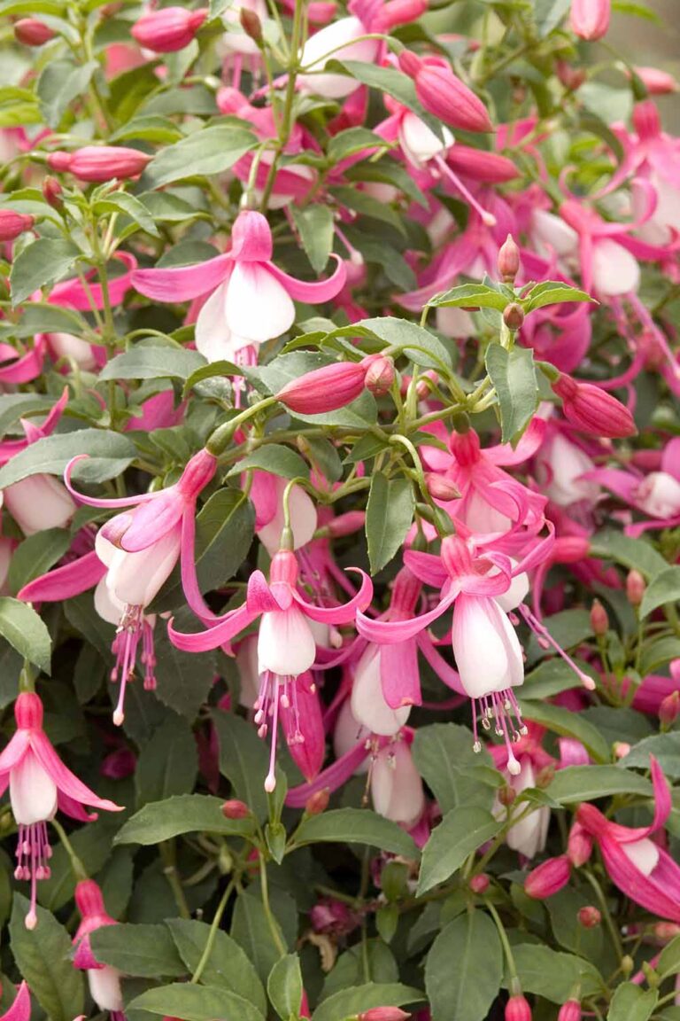 17 of the Best Fuchsia Varieties to Grow in Your Garden
