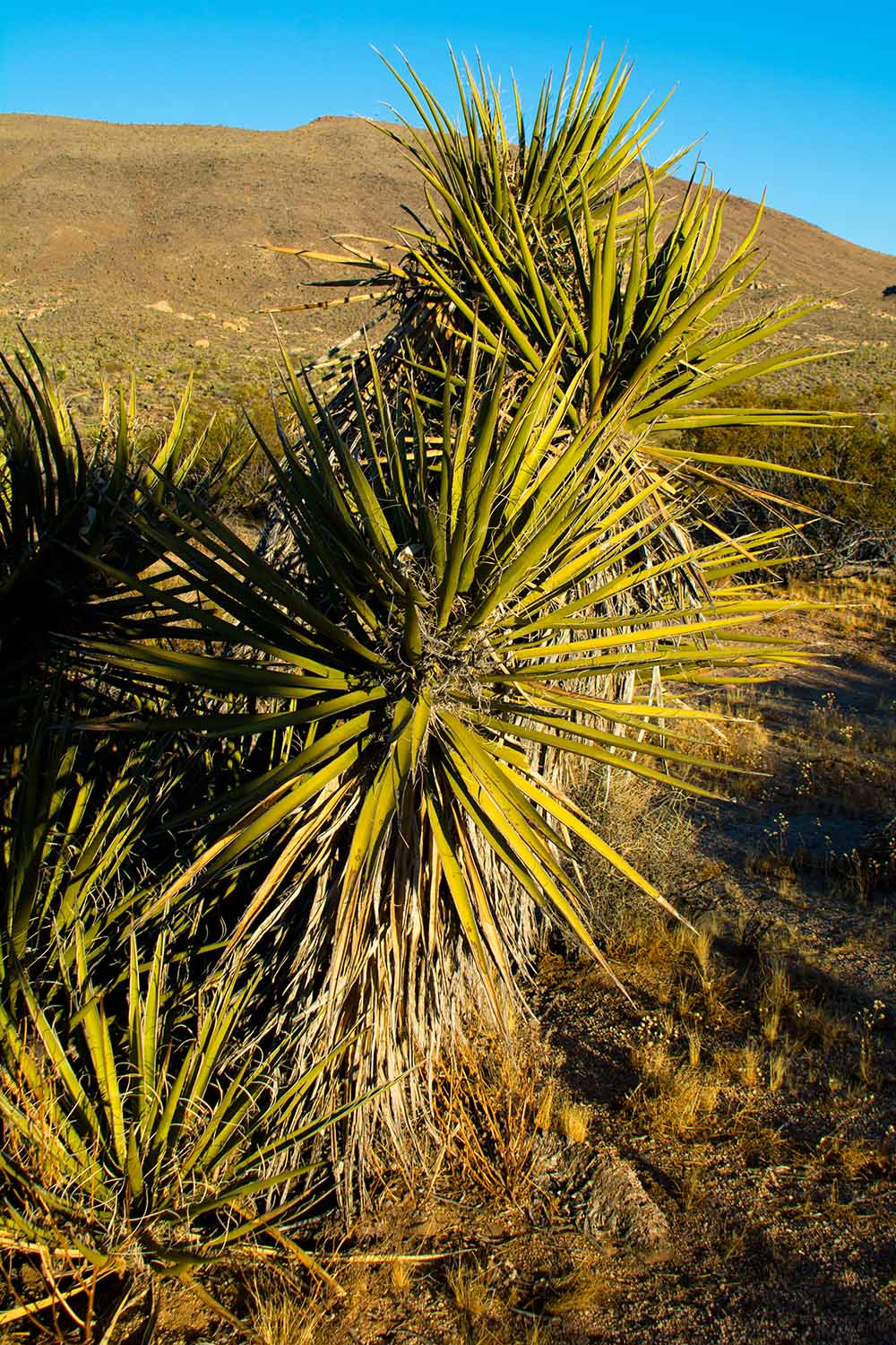 How To Remove Yucca Plants from the Landscape