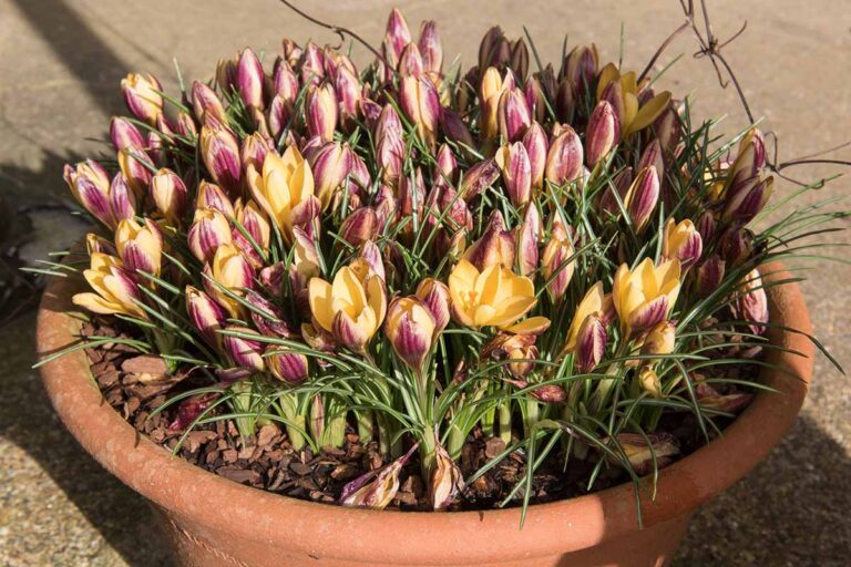 13 of the Best Crocus Varieties for Your Garden | Gardener’s Path