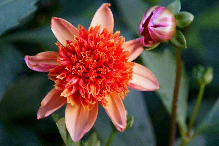 Dahlia Flower Types: A Guide to Groups and Classification