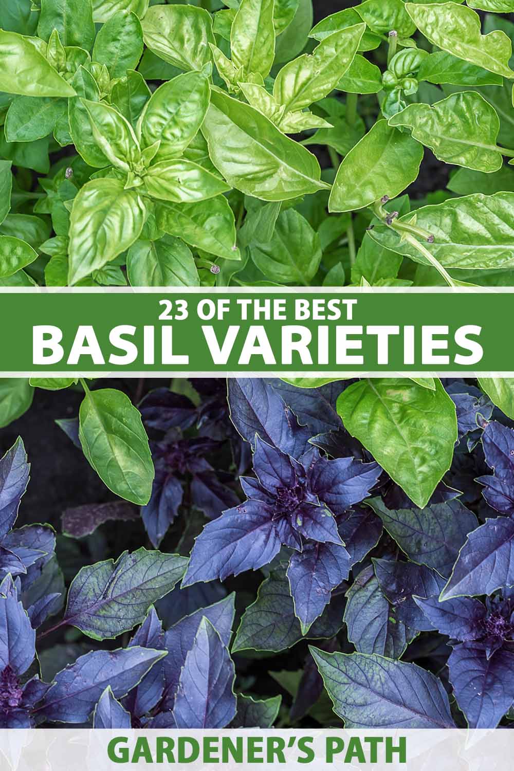 23 of the Best Basil Varieties for the Home Herb Garden