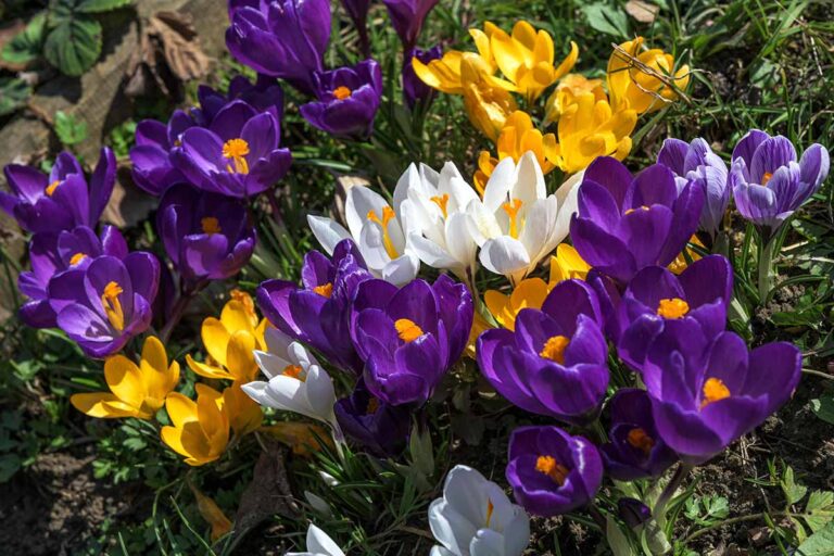 13 of the Best Crocus Varieties for Your Garden | Gardener’s Path
