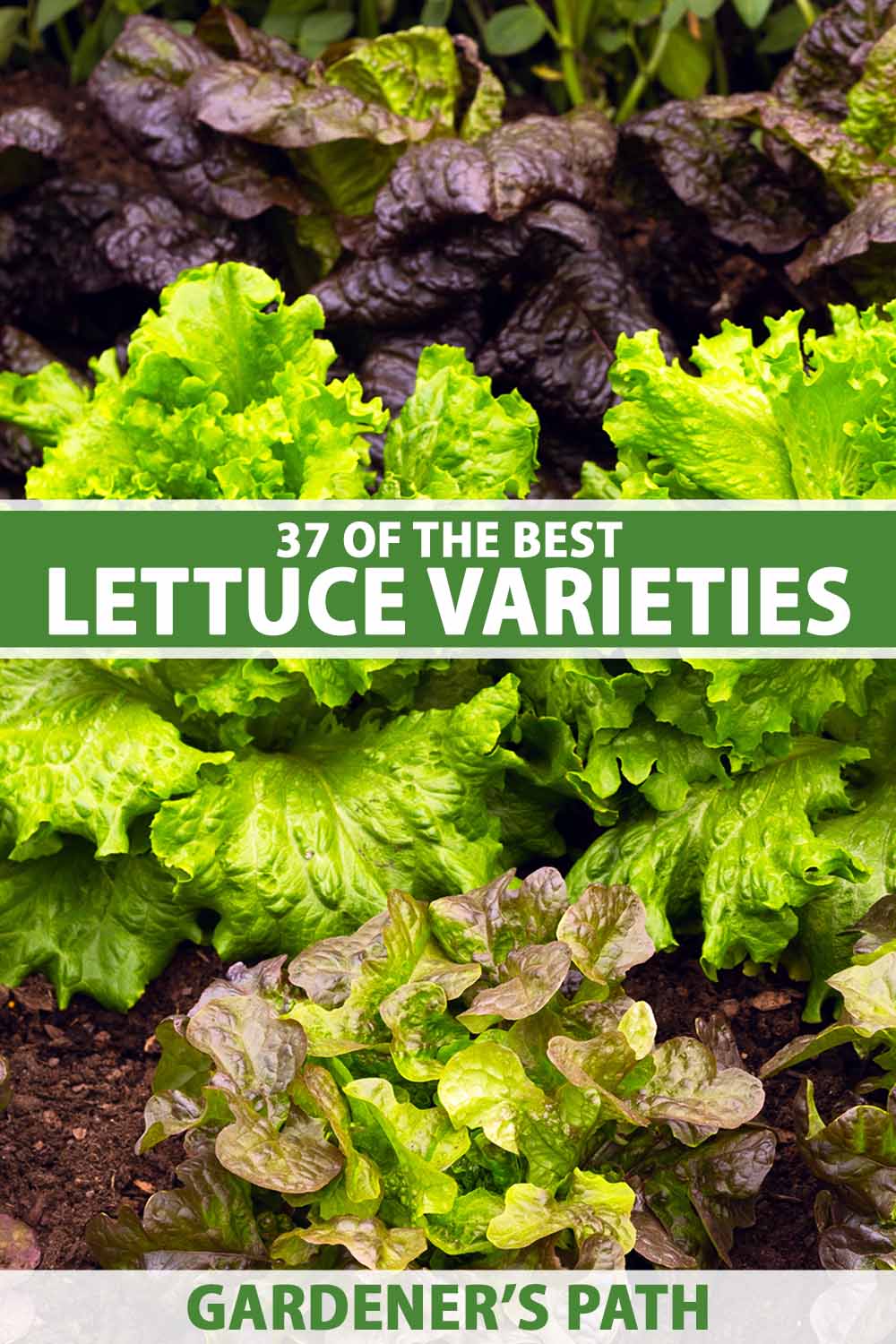 37 of the Best Lettuce Varieties For Your Garden | Gardener's Path