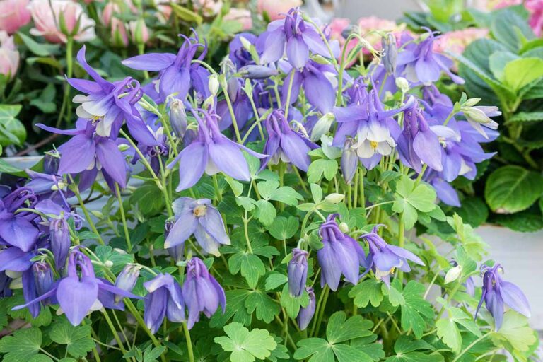 15 of the Best Native Blue Wildflowers for Your Landscape