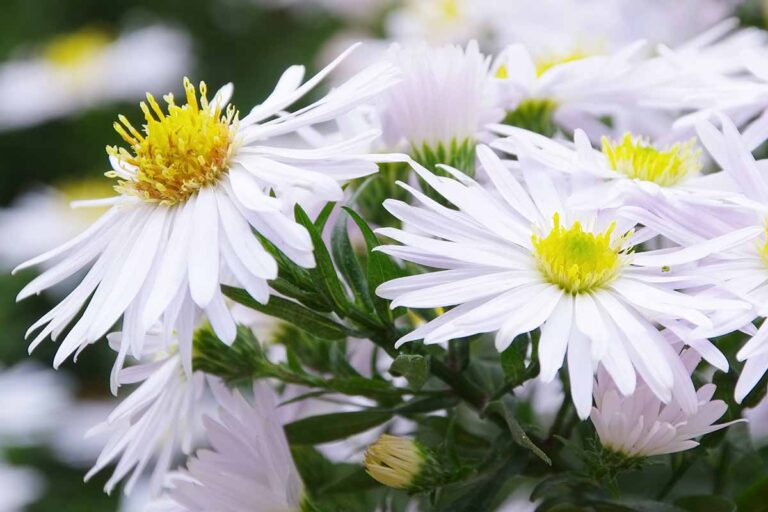 Aster Flower Growing Guides, Tips, and Info | Gardener's Path