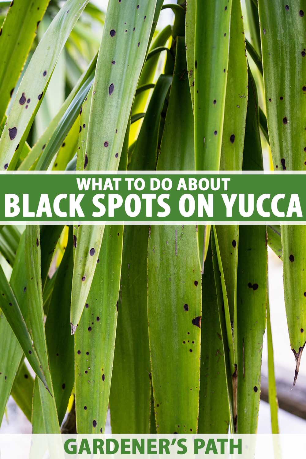 Black Spots on Yucca Plants: Five Causes and Solutions