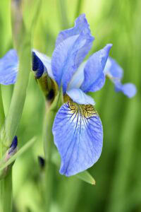 15 of the Best Native Blue Wildflowers for Your Landscape