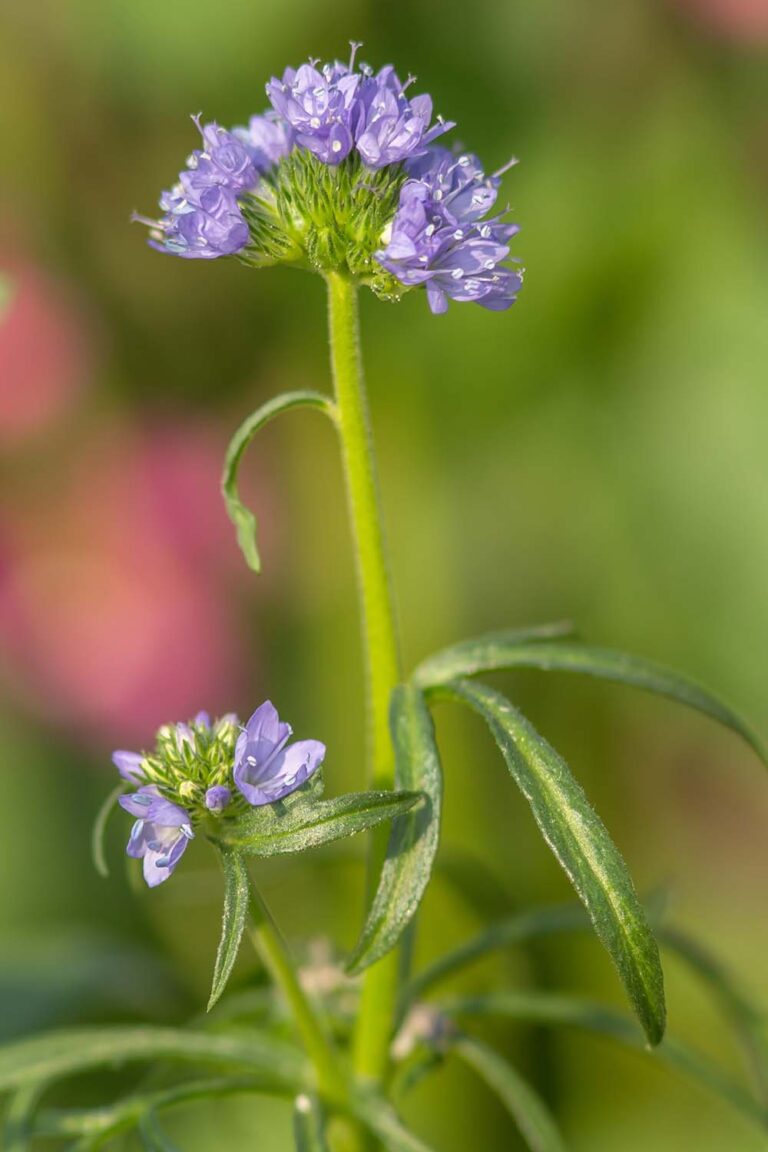 15 of the Best Native Blue Wildflowers for Your Landscape
