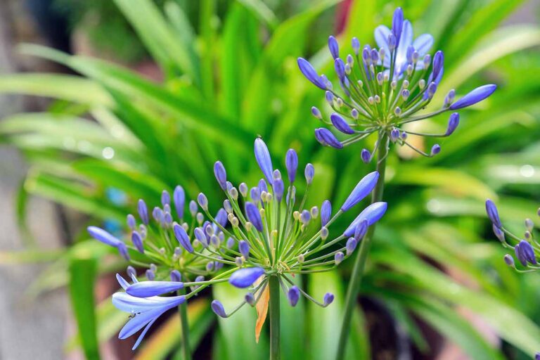 29 of the Best Agapanthus Varieties for Your Garden