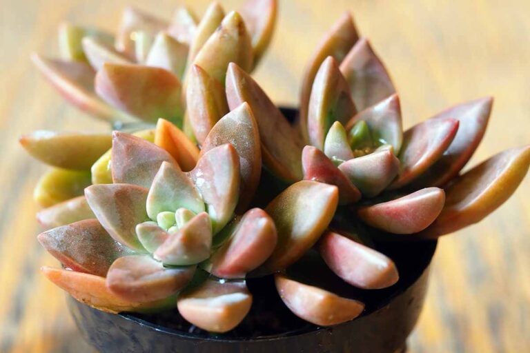 How to Grow Graptosedum ‘California Sunset’ Succulents