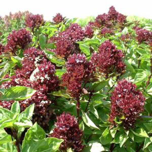 23 of the Best Basil Varieties for the Home Herb Garden