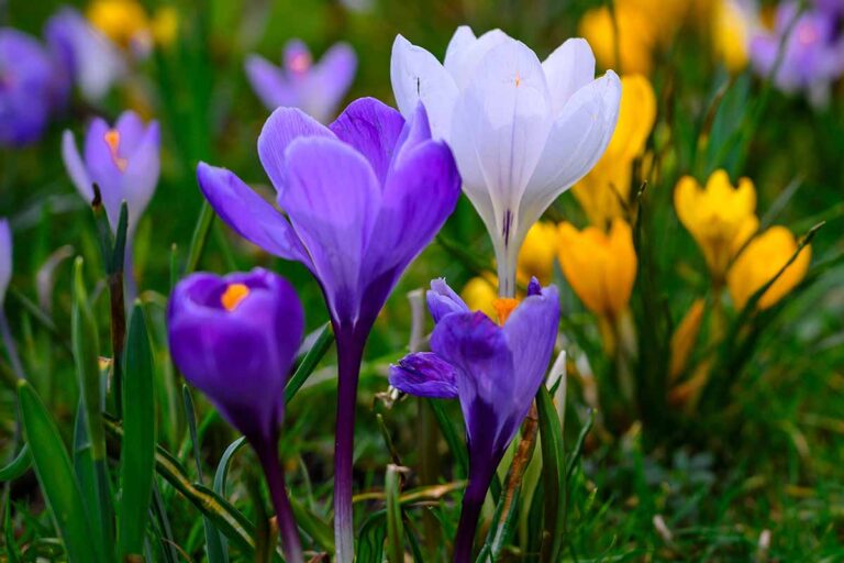 13 of the Best Crocus Varieties for Your Garden | Gardener’s Path