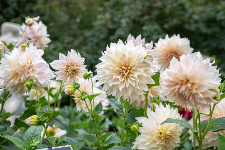 Dahlia Flower Types: A Guide to Groups and Classification