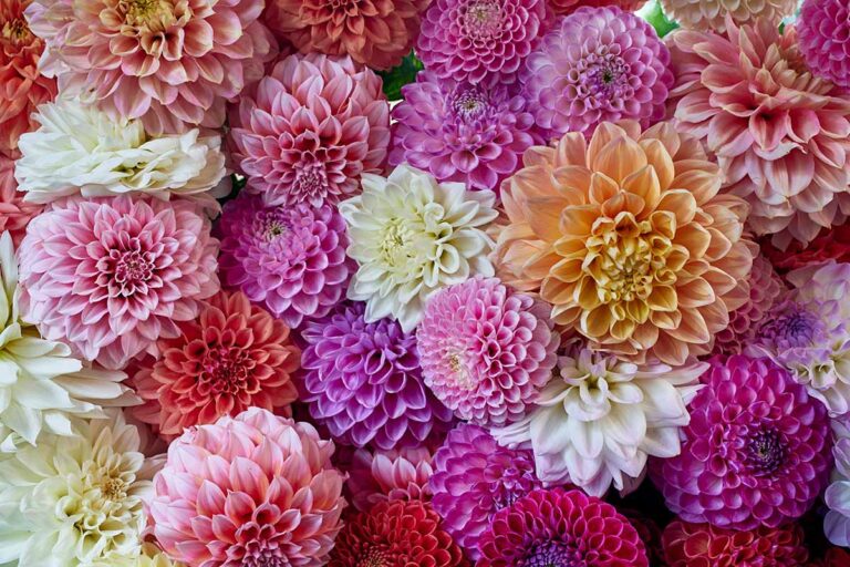 Dahlia Flower Types: A Guide to Groups and Classification