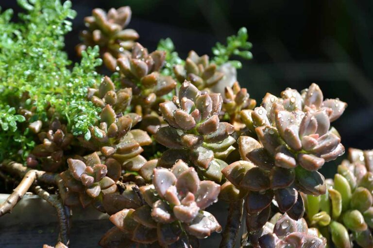 How to Grow and Care for Graptosedum Succulents