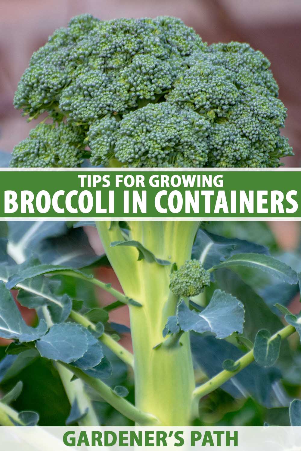 How to Grow Broccoli in Containers | Gardener’s Path